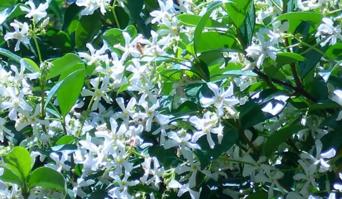 Toscaanse Jasmijn: Snoeien, Verzorging en Groei Tips