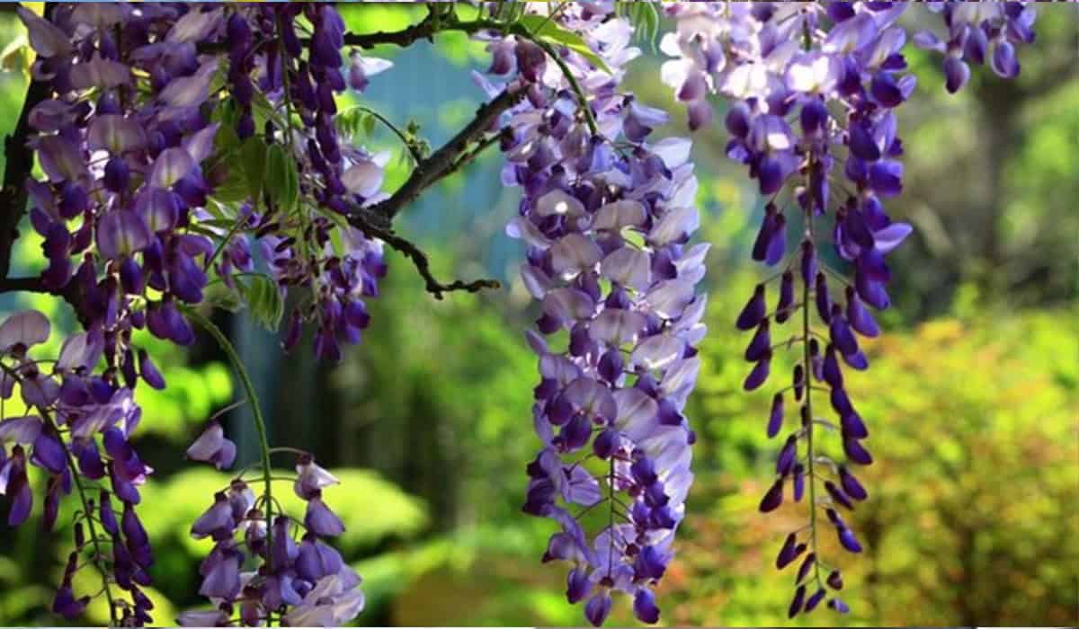 Blauwe Regen Snoeien en Verzorging: Tips en Tricks