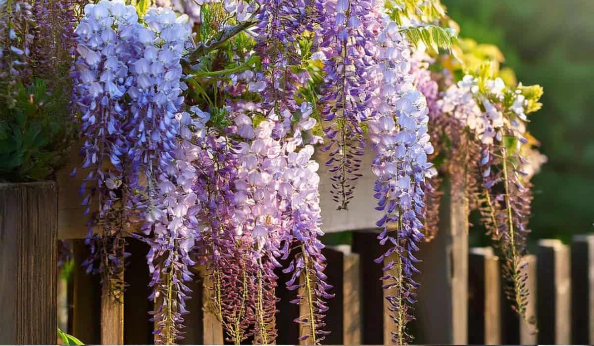 Blauwe Regen Snoeien en Verzorging: Tips en Tricks