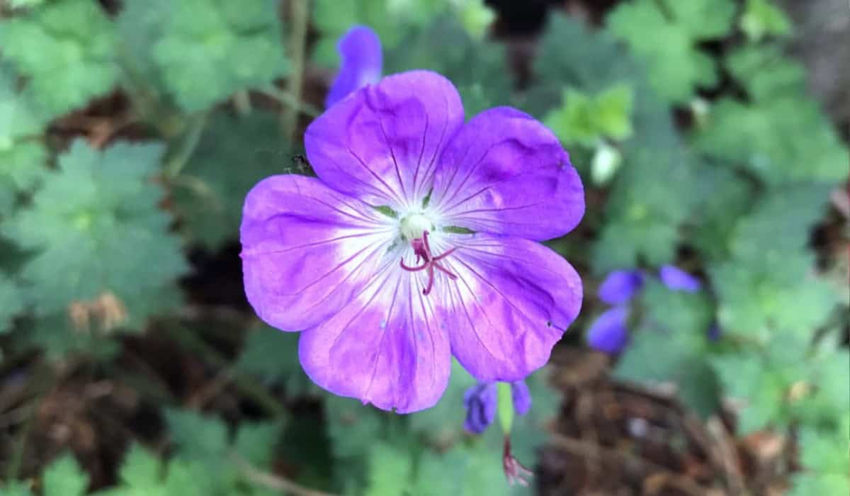 Geranium Rozanne en meer: jouw tuin vol kleur