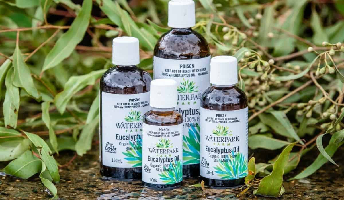 Eucalyptus: boom, plant, olie en snoeien uitgelegd