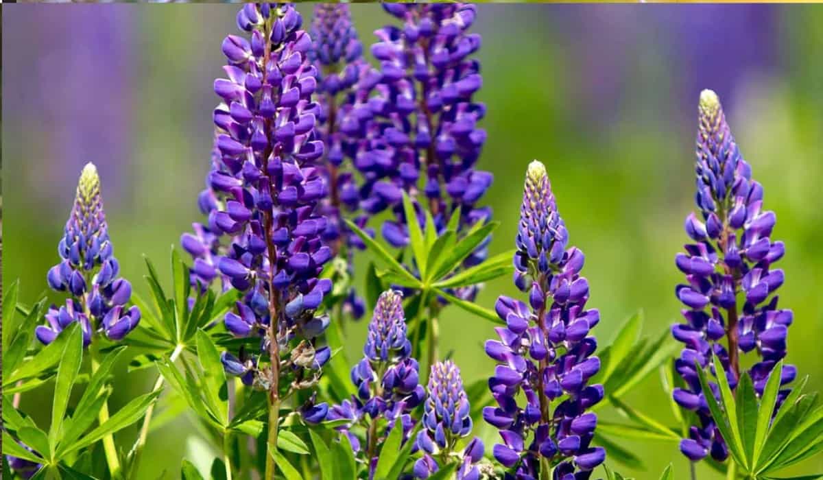 Lupine Zaaien, Verzorgen en Eten: Complete Gids